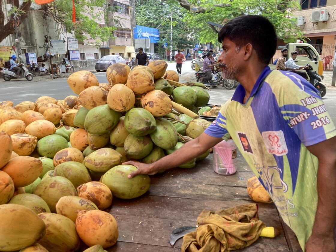 Rejuvenate Coconut Sector Now or Lose it Forever - SustainabilityNext